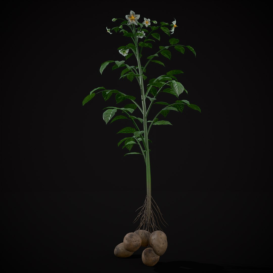 Potato Plant 3D Model - TurboSquid 2215205