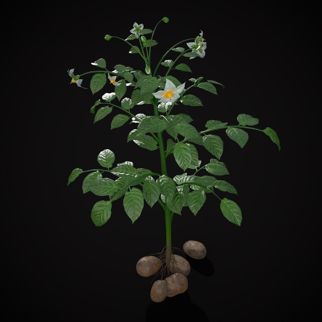 Potato Plant 3D Model - TurboSquid 2215205