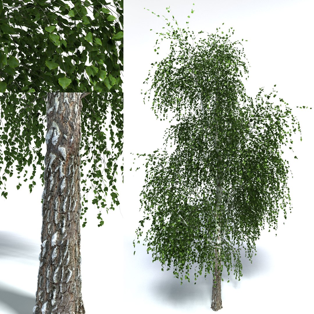 3D Silver Birch - TurboSquid 1418095