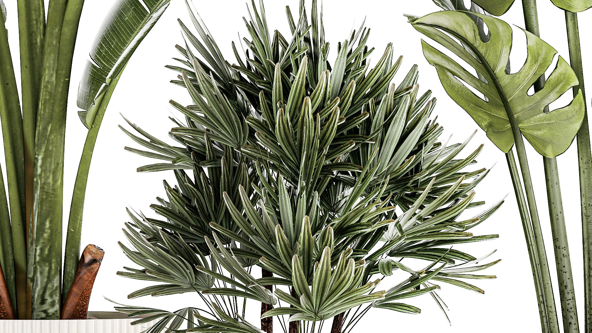 3D Set Of Small Strelitzia Monstera Raphis Palm Plants 1452 Model ...
