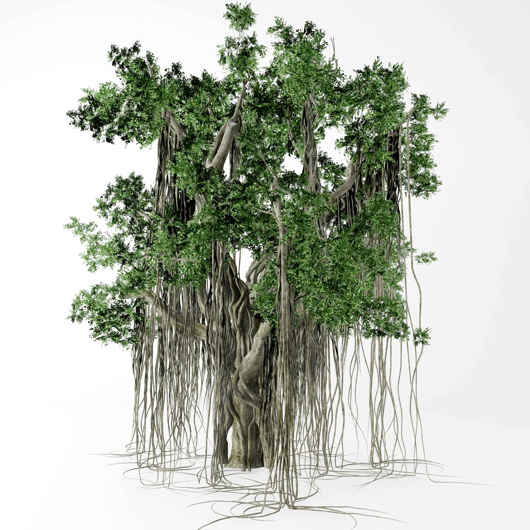 3D Banyan Tree Model - TurboSquid 1427988
