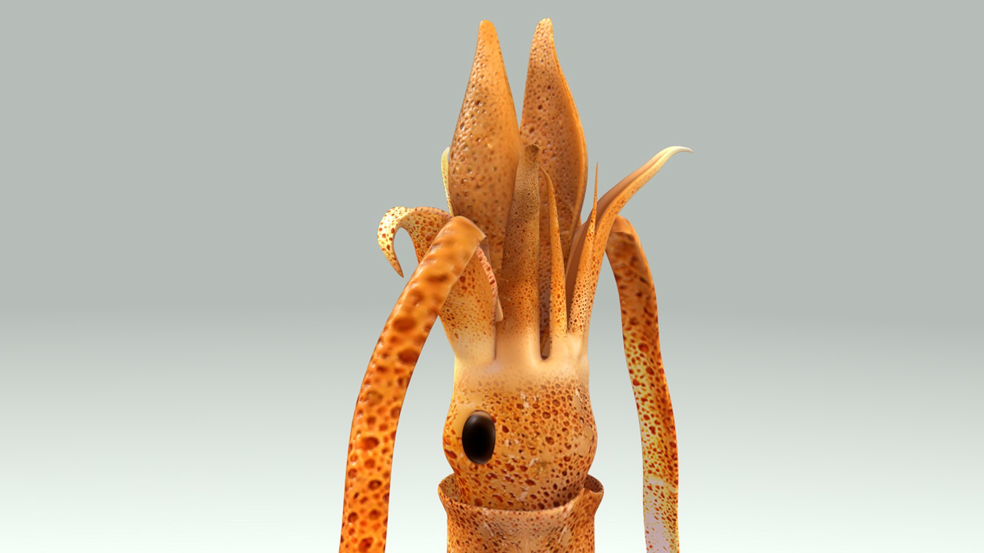 3d Model Loligo Squids Vulgaris