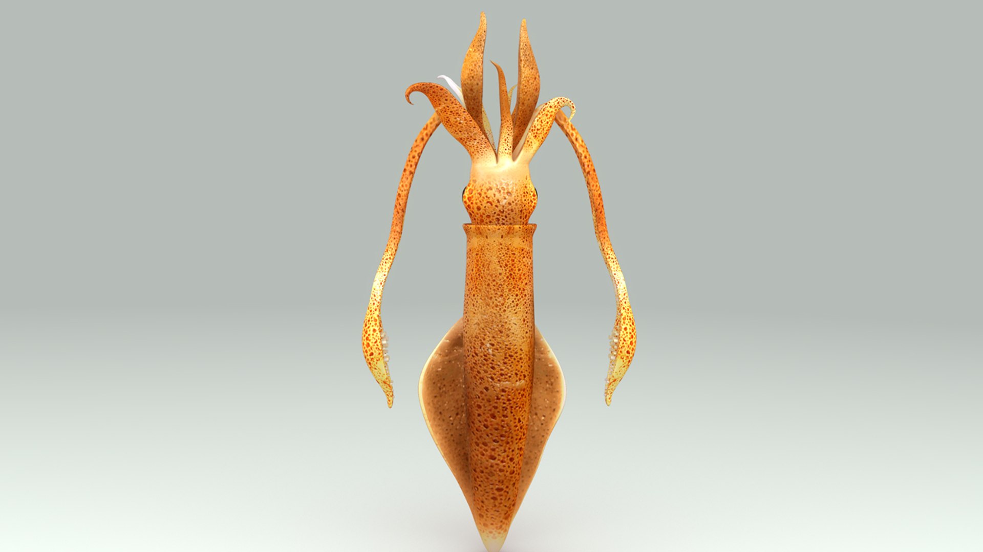 3d Model Loligo Squids Vulgaris