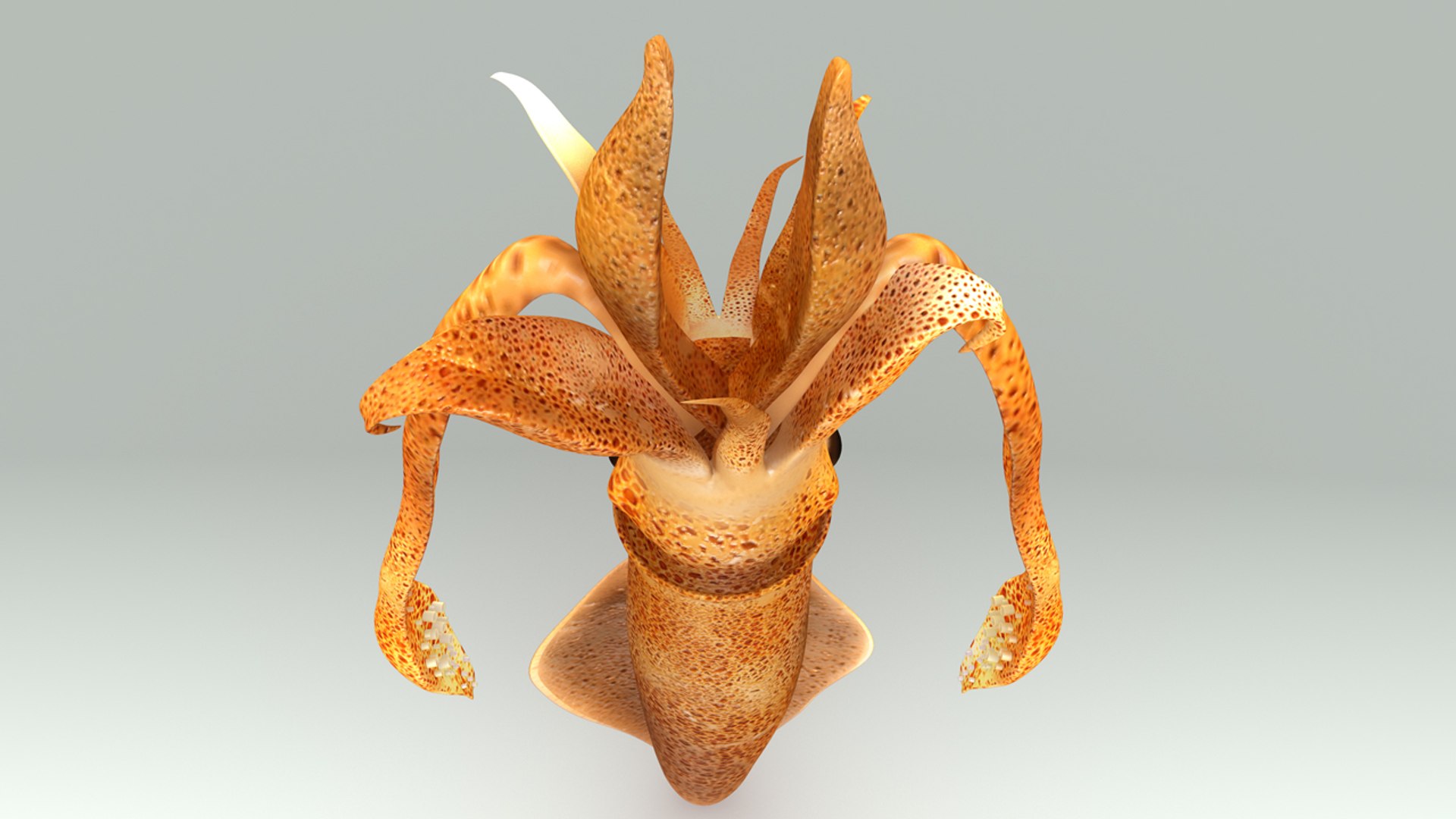 3d Model Loligo Squids Vulgaris
