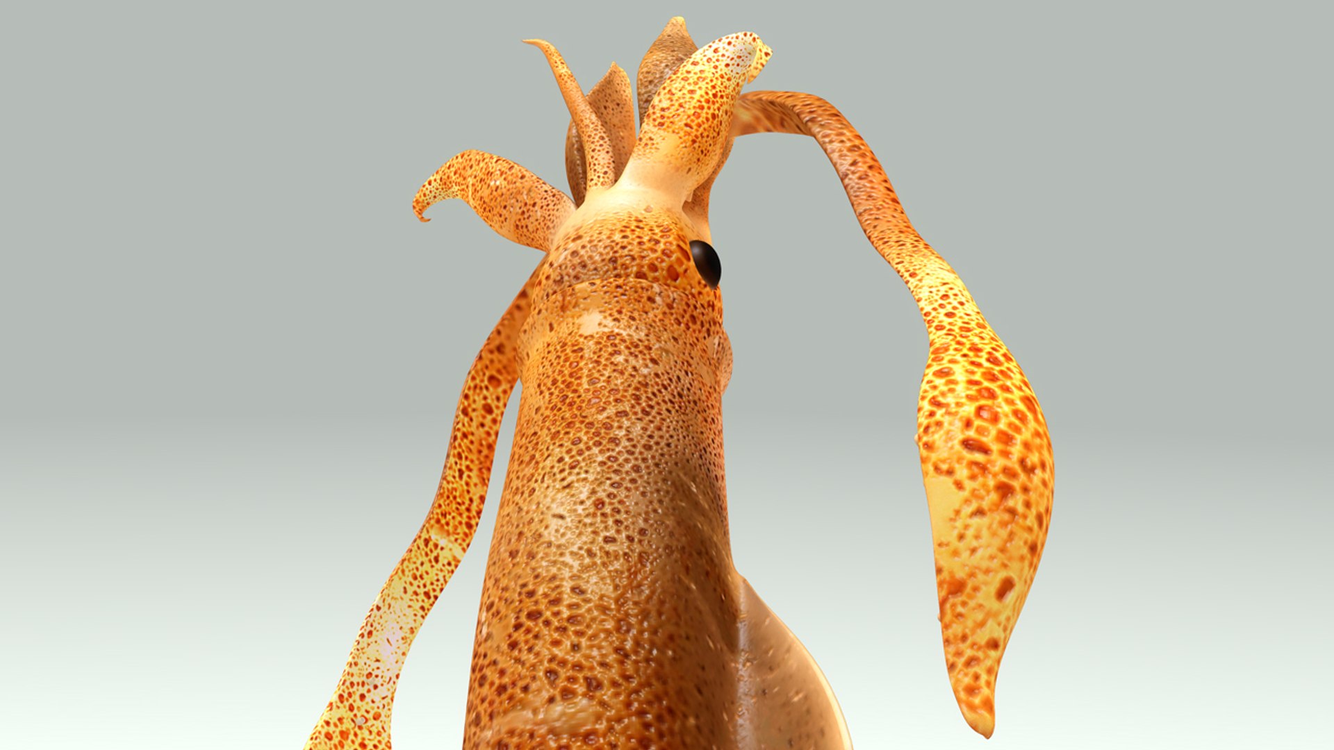 3d Model Loligo Squids Vulgaris