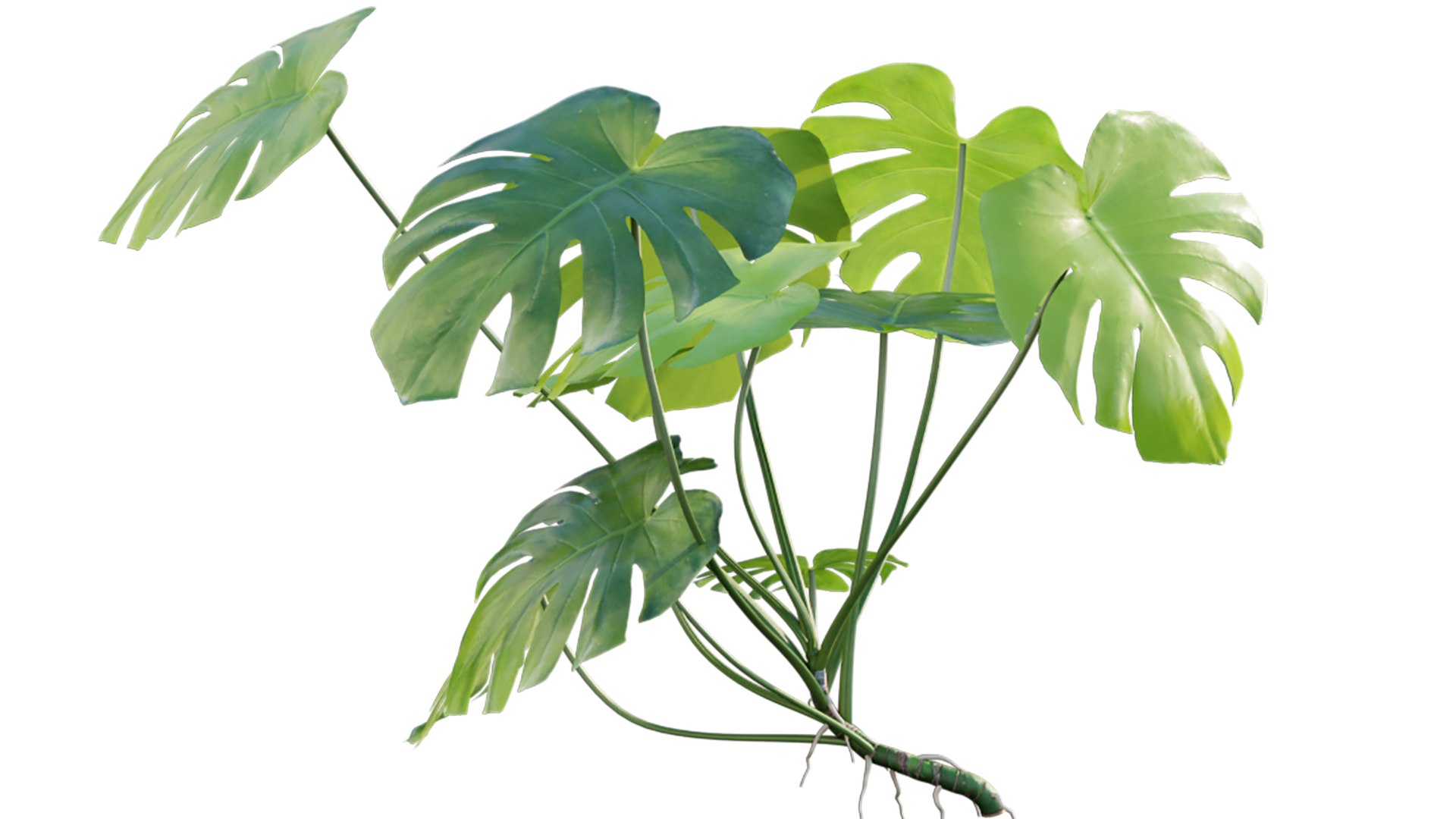 Monstera Deliciosa 03 Model - TurboSquid 1895431