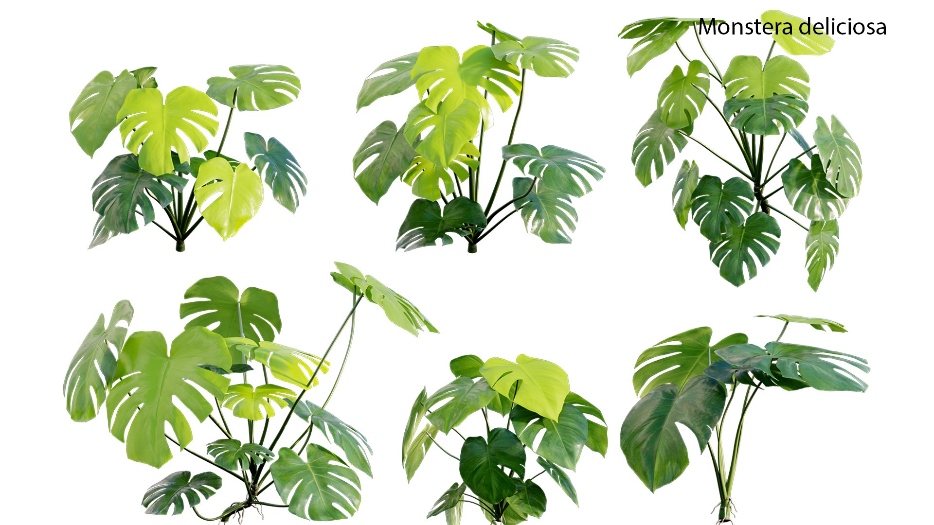 Monstera Deliciosa 03 Model - TurboSquid 1895431
