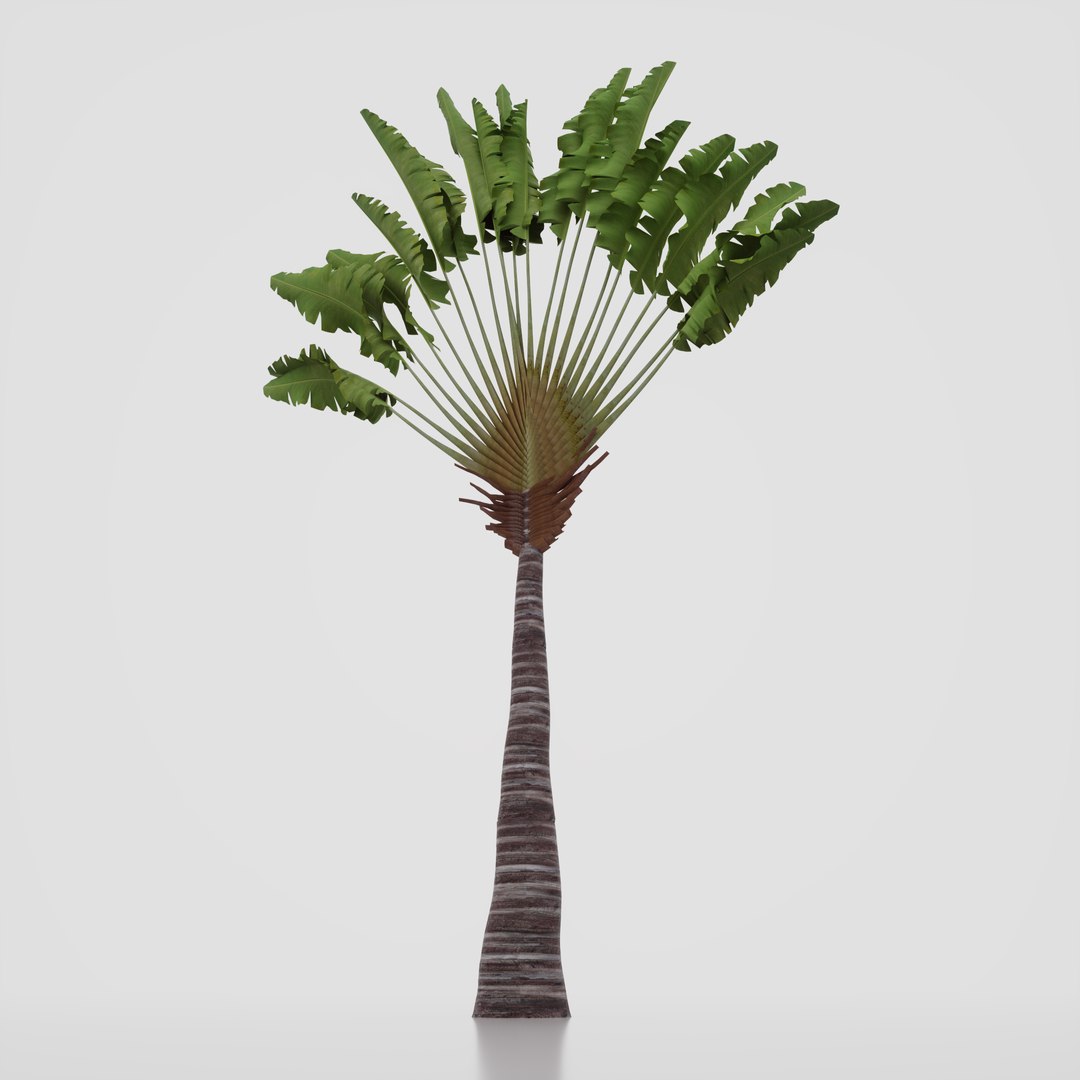 Travelers Palm Tree 3D Model - TurboSquid 2130813
