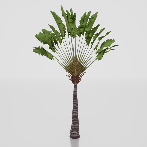 modelo 3d Palmera del viajero - TurboSquid 2130813