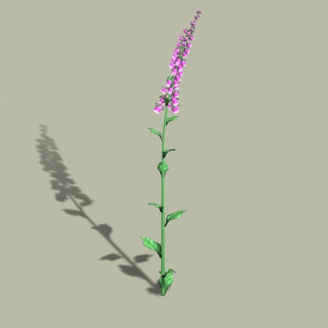 Maya Plants