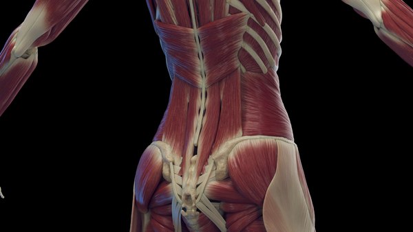 modelo 3d Ligamentos y músculos del esqueleto femenino humano estáticos ...