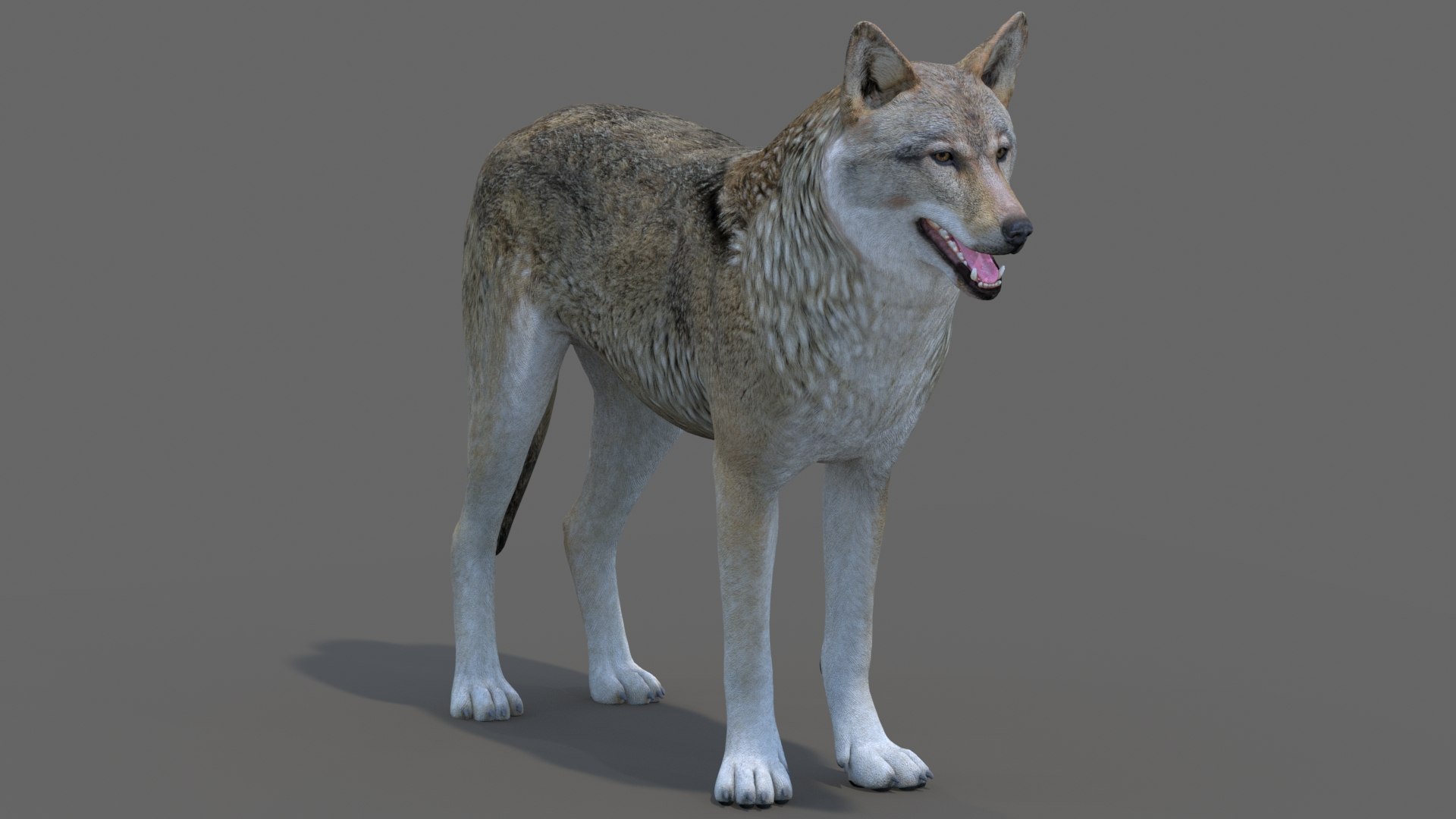 Red Wolf 3D Model - TurboSquid 1642445