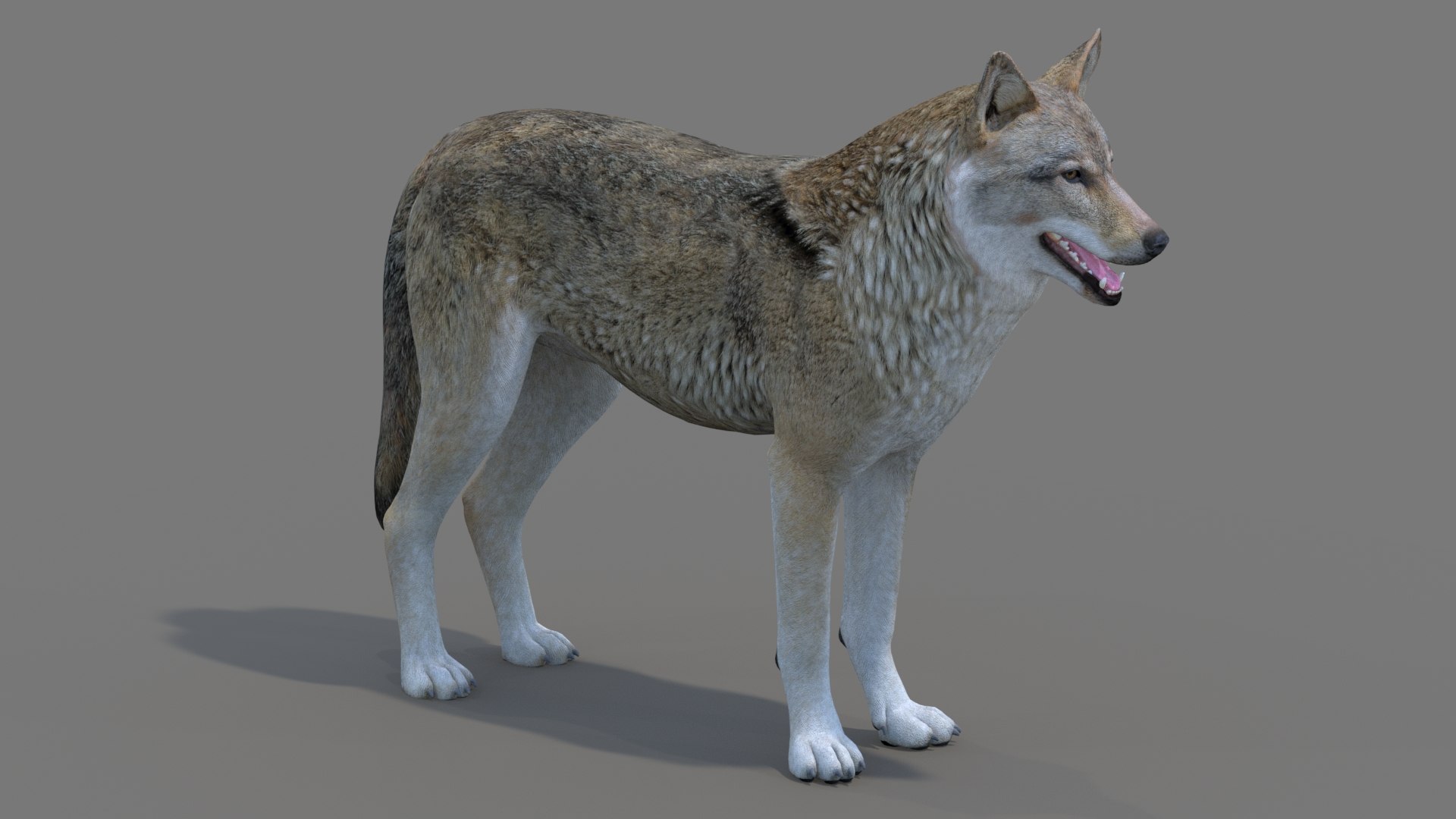 Red Wolf 3D Model - TurboSquid 1642445