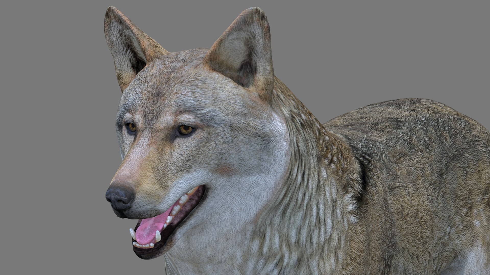 Red Wolf 3D Model - TurboSquid 1642445