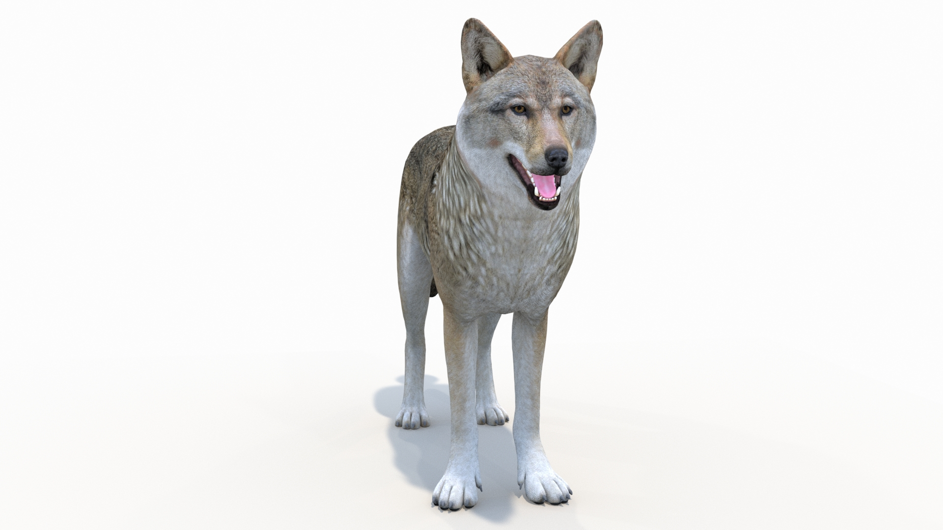 Red Wolf 3D Model - TurboSquid 1642445