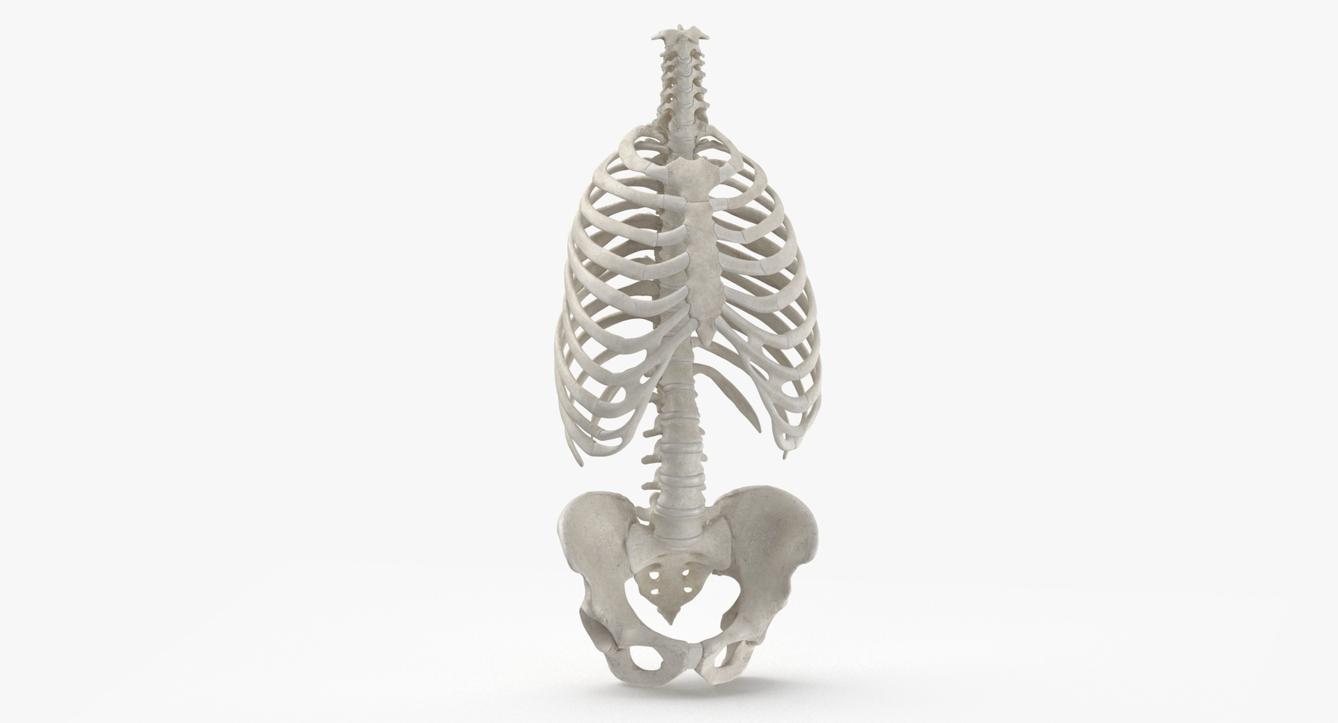 3D Real Human Rib Cage - TurboSquid 1712097