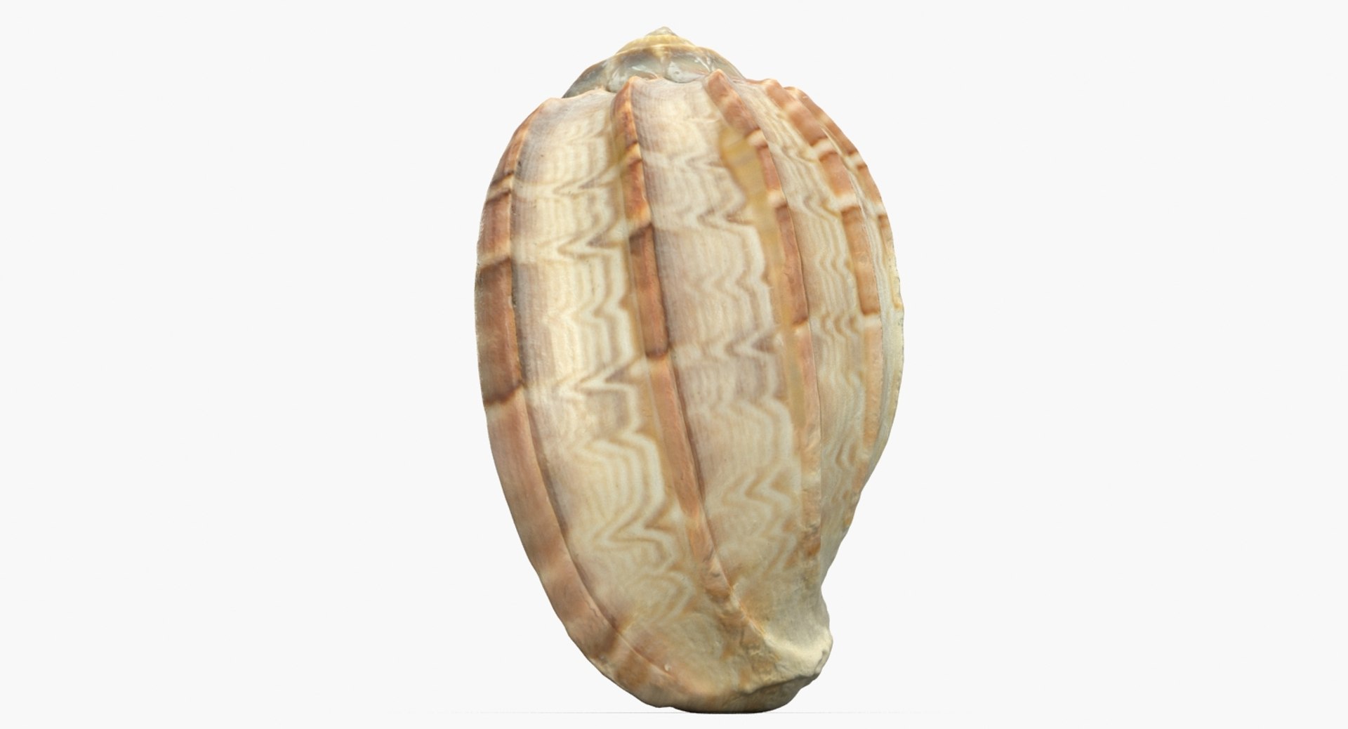 3D Model Seashell Sea Shell - TurboSquid 1274140