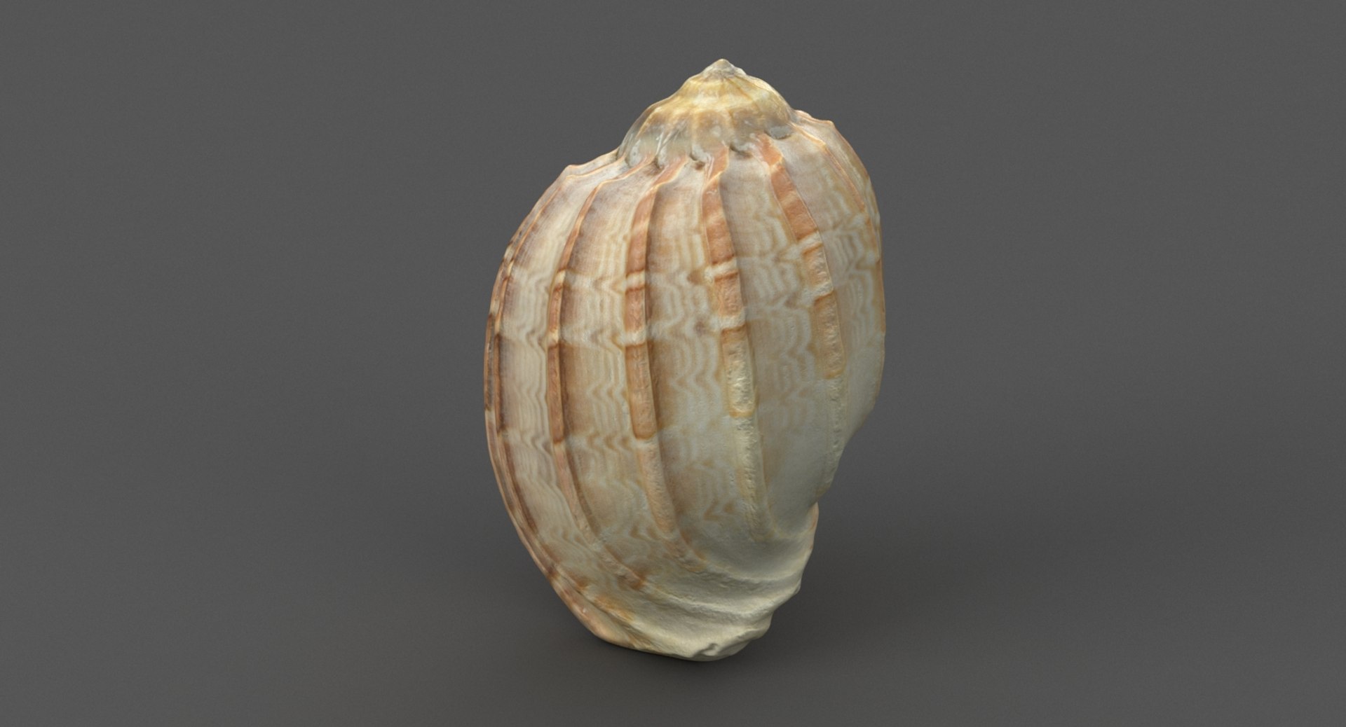 3D Model Seashell Sea Shell - TurboSquid 1274140