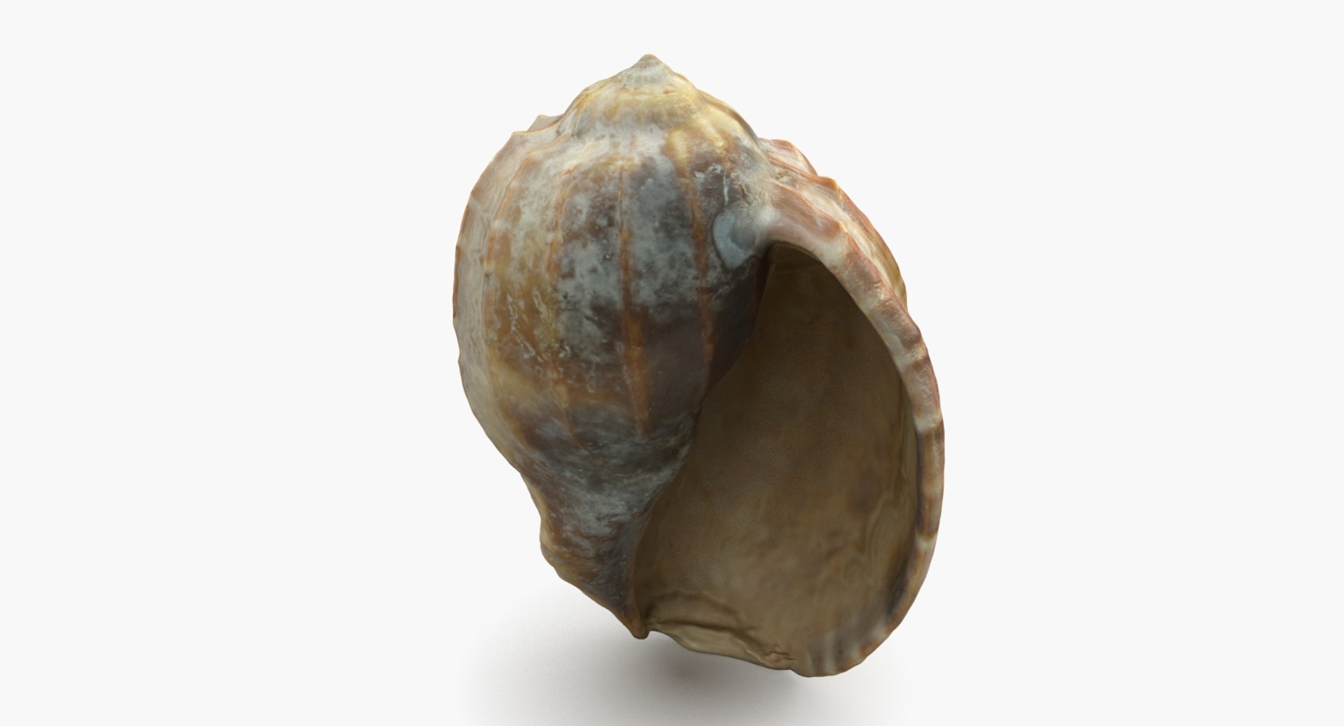 3D Model Seashell Sea Shell - TurboSquid 1274140