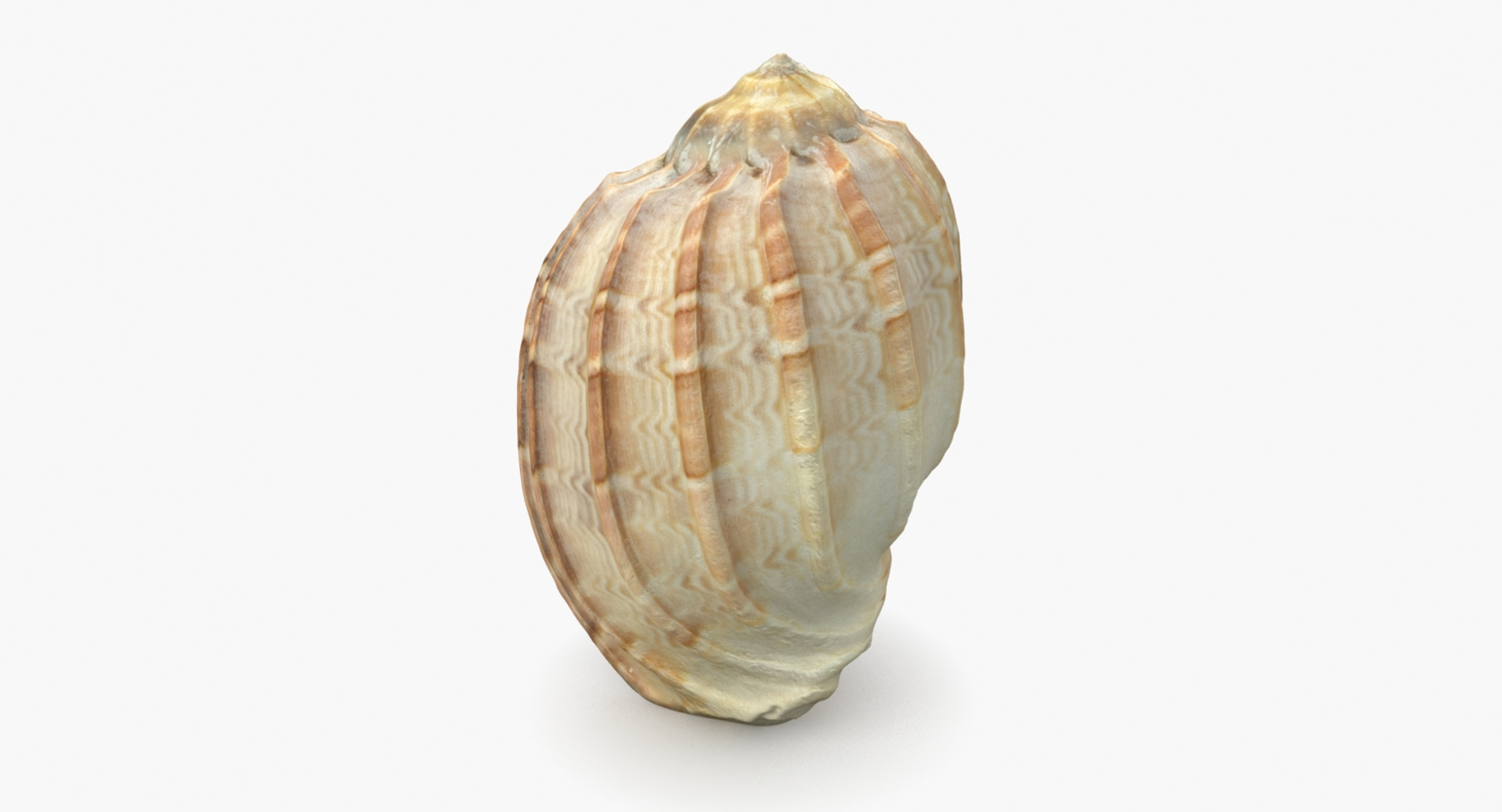 3D Model Seashell Sea Shell - TurboSquid 1274140