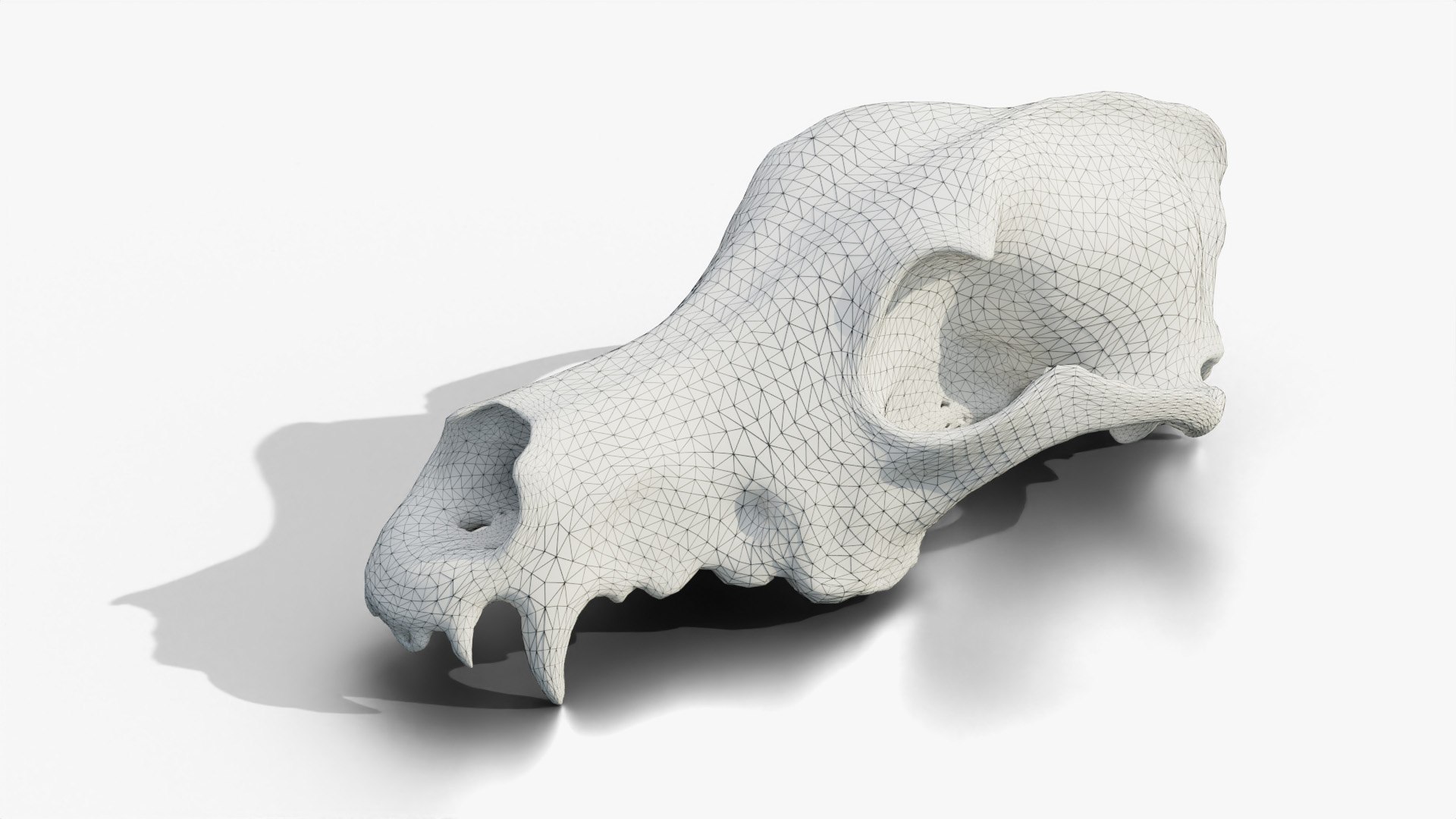 3D Wolf Skull Model - TurboSquid 1971046