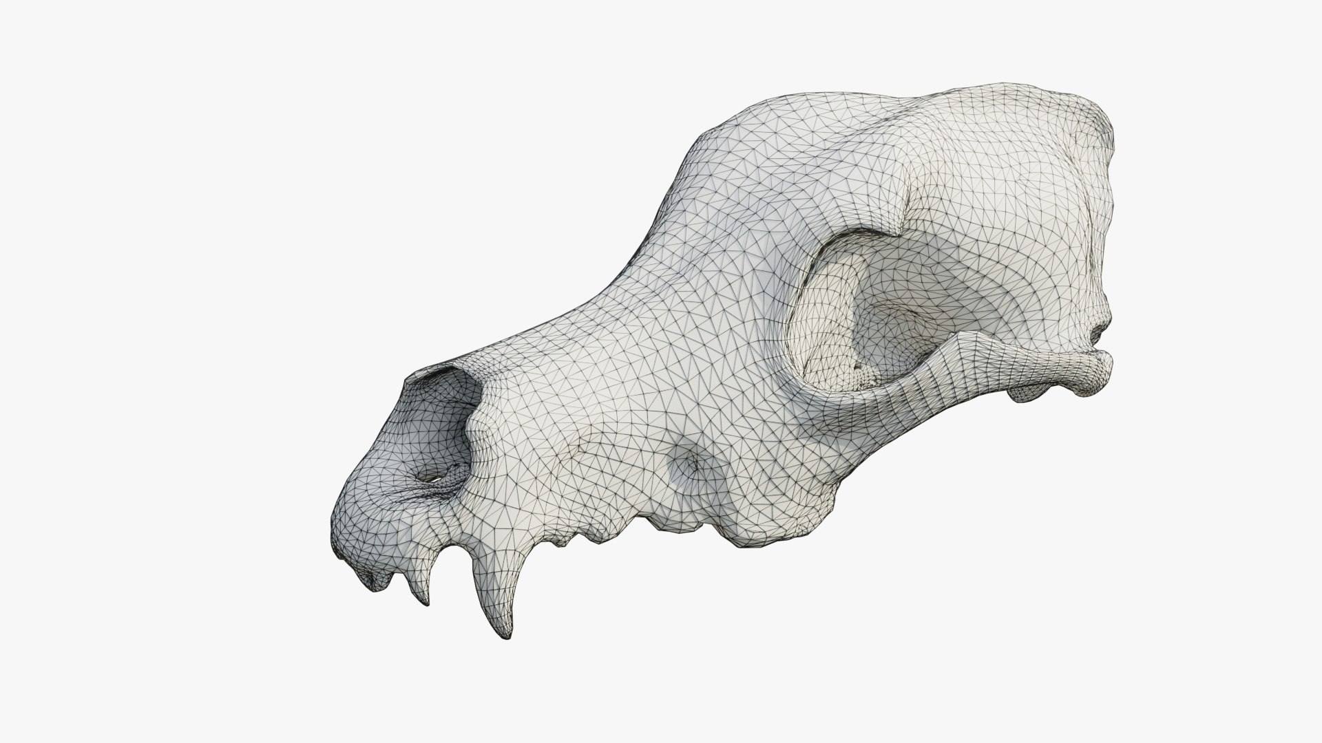 3D Wolf Skull Model - TurboSquid 1971046