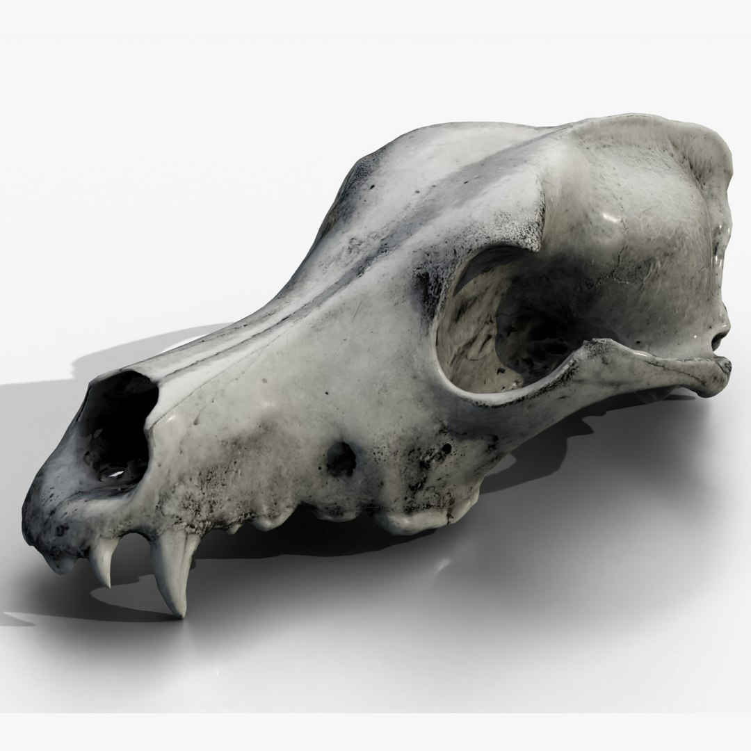 3D Wolf skull model - TurboSquid 1971046