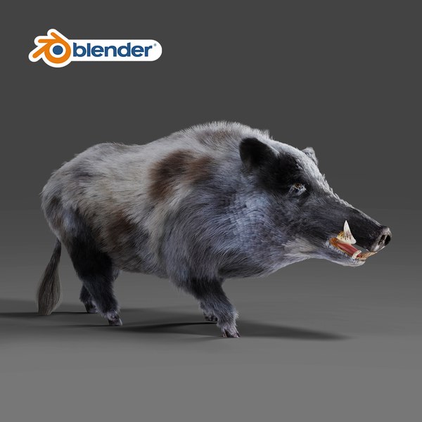 3D model Fur Black Wild Boar V03 Rigged in Blender - TurboSquid 1991193