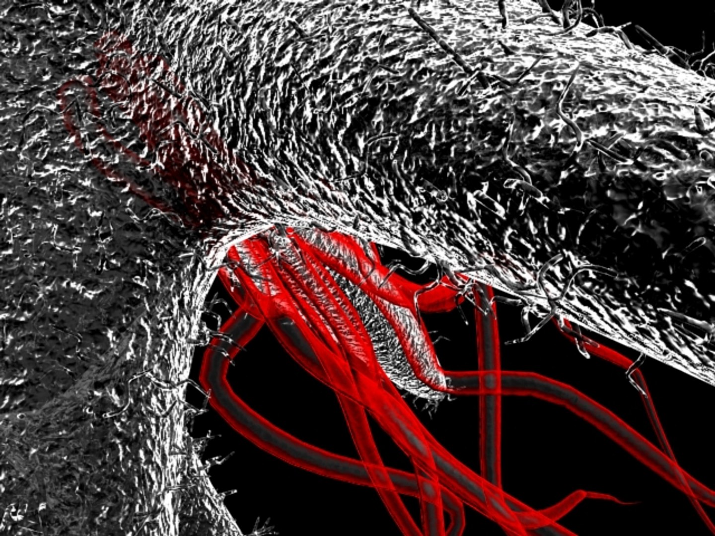 Cancer Cell 3d Model