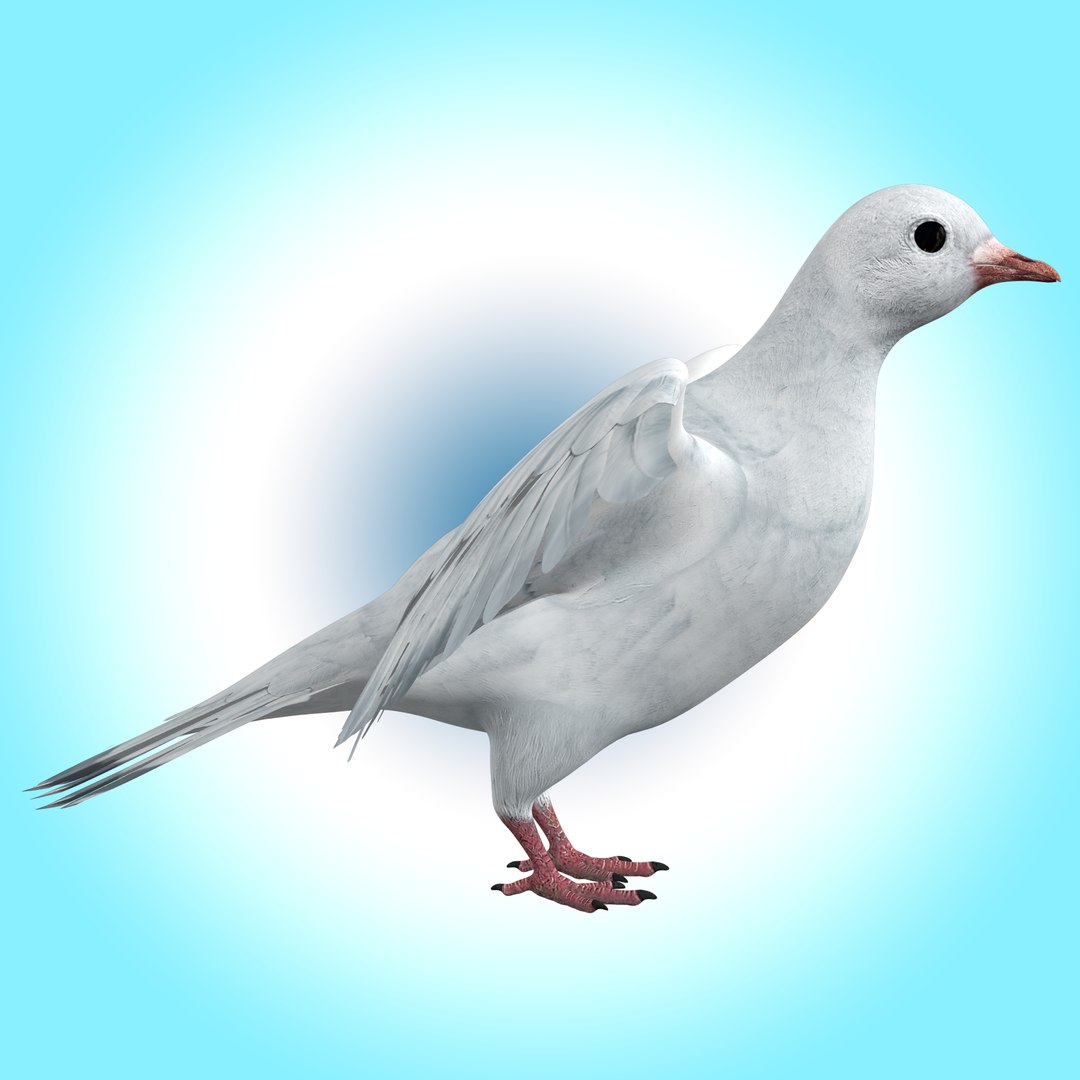 Dove White Pigeon 3D Model - TurboSquid 2044438