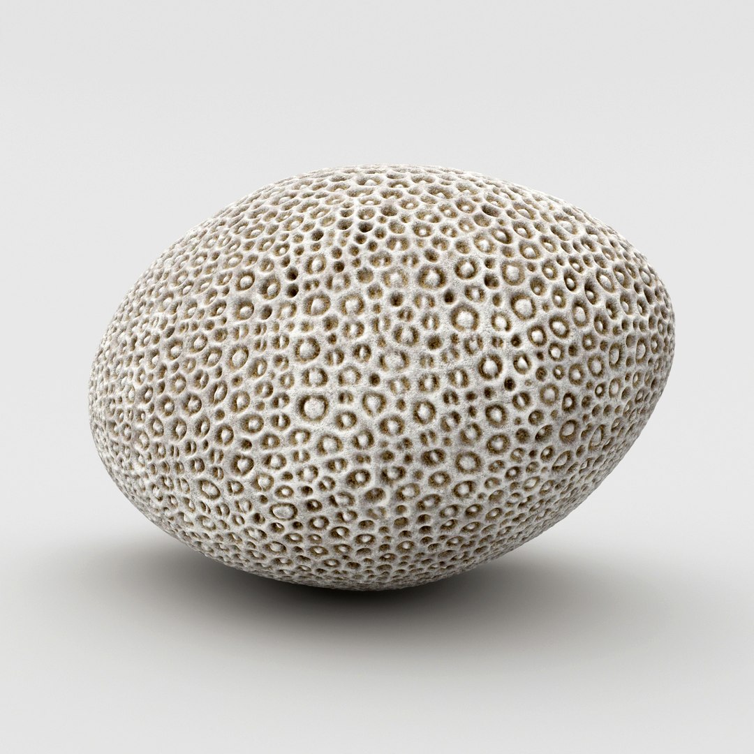 3d Model Biology Microbe