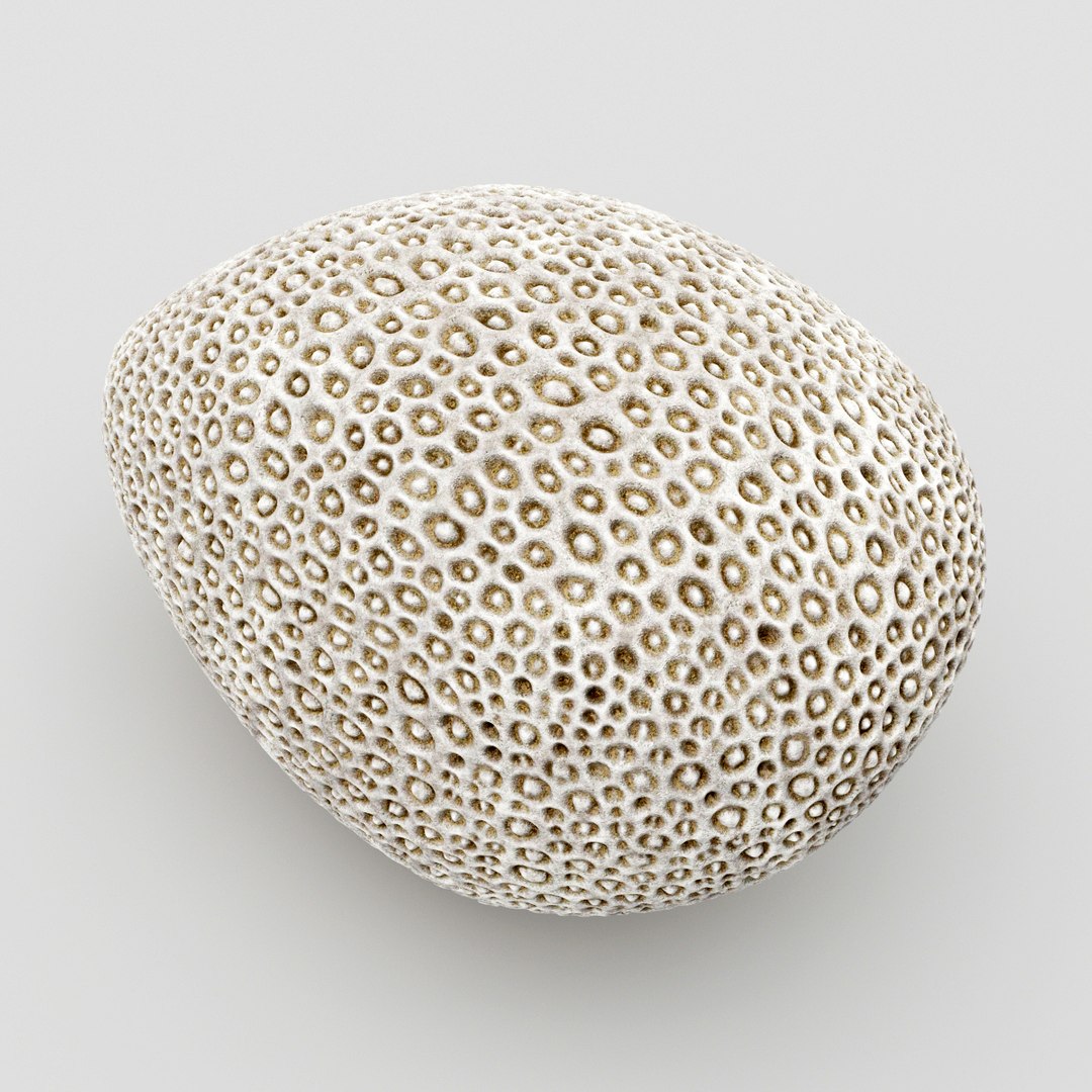 3d Model Biology Microbe