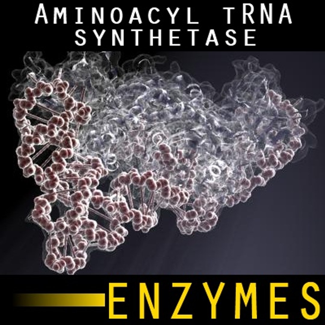Max Enzyme Aminoacyl Trna Synthetase