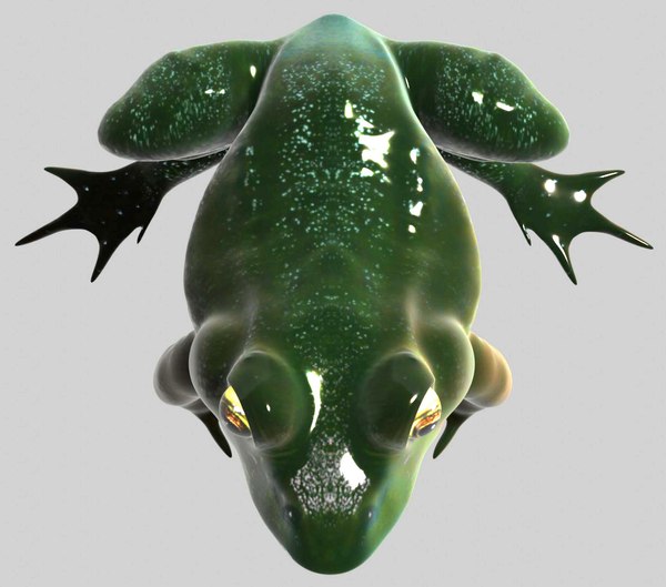 Frog With Basic Rig 3D model - TurboSquid 1763322