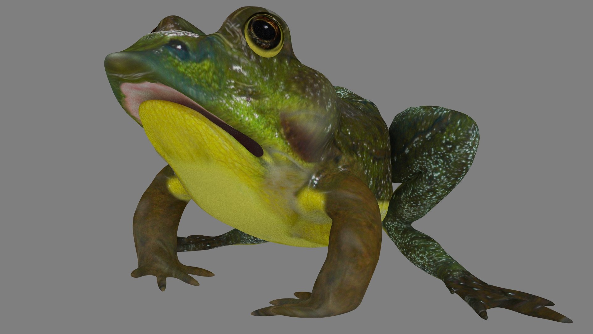 Frog With Basic Rig 3D Model - TurboSquid 1763322