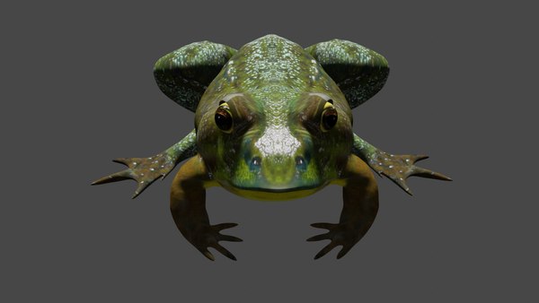 Frog With Basic Rig 3D model - TurboSquid 1763322