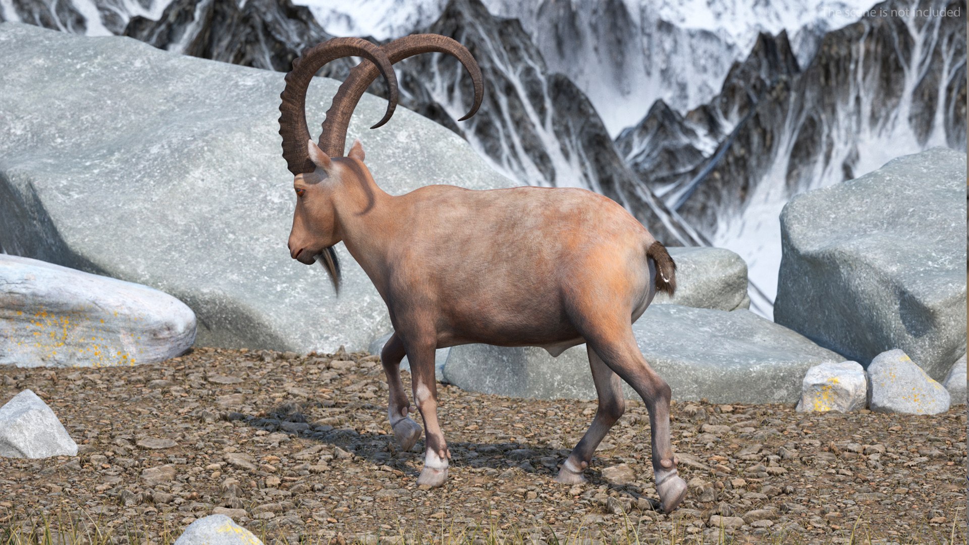Alpine Ibex Rigged For Maya 3D Model - TurboSquid 2250715
