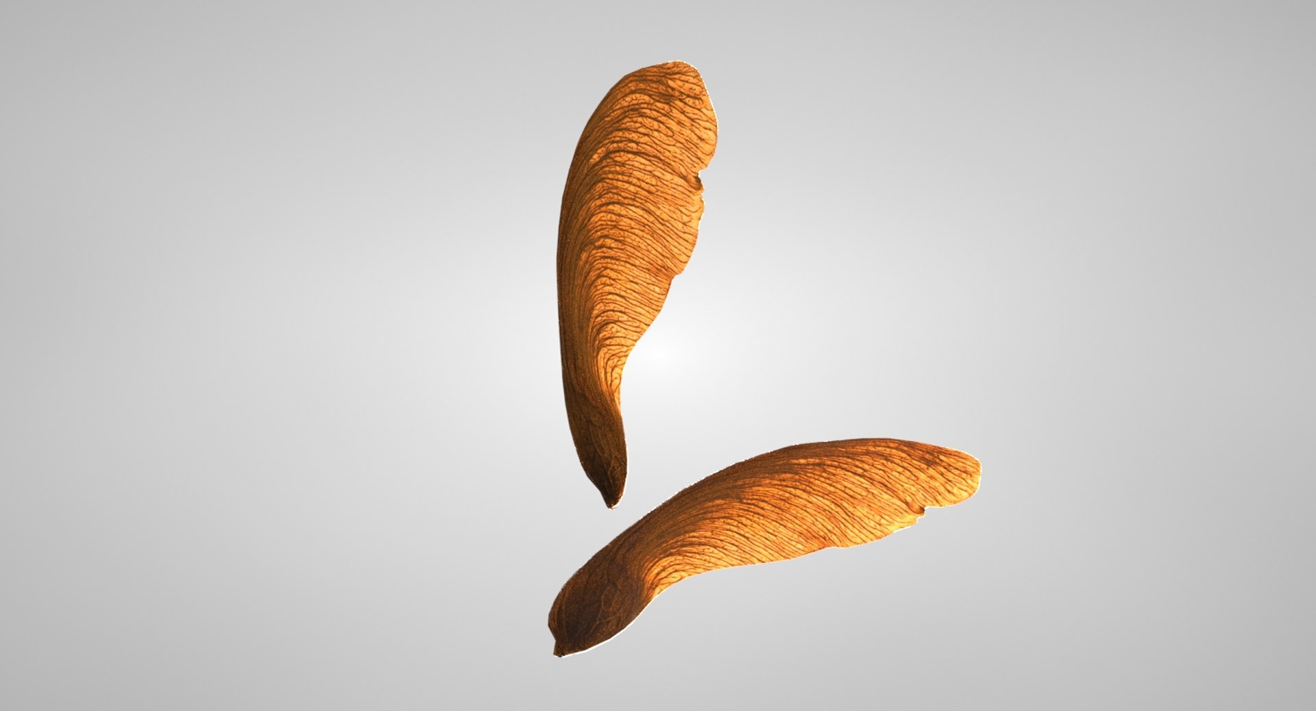 3D Maple Seed - TurboSquid 1404033