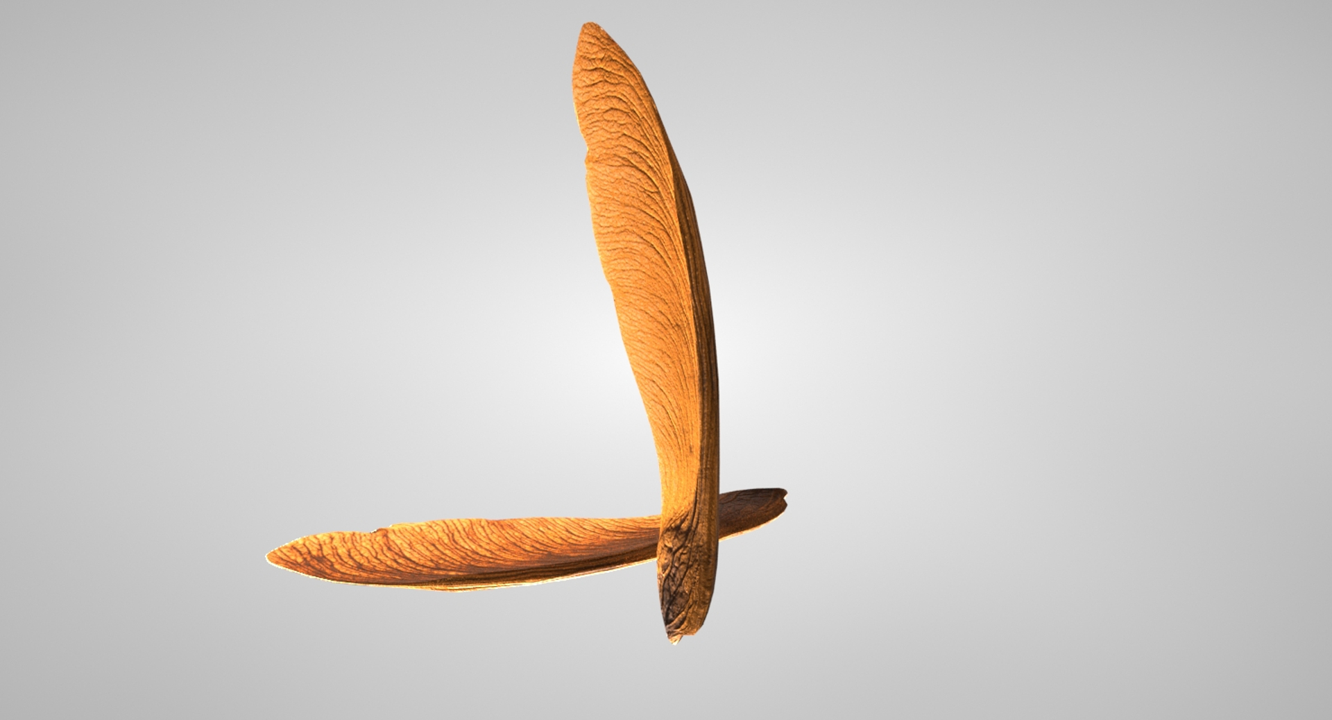 3D Maple Seed - TurboSquid 1404033