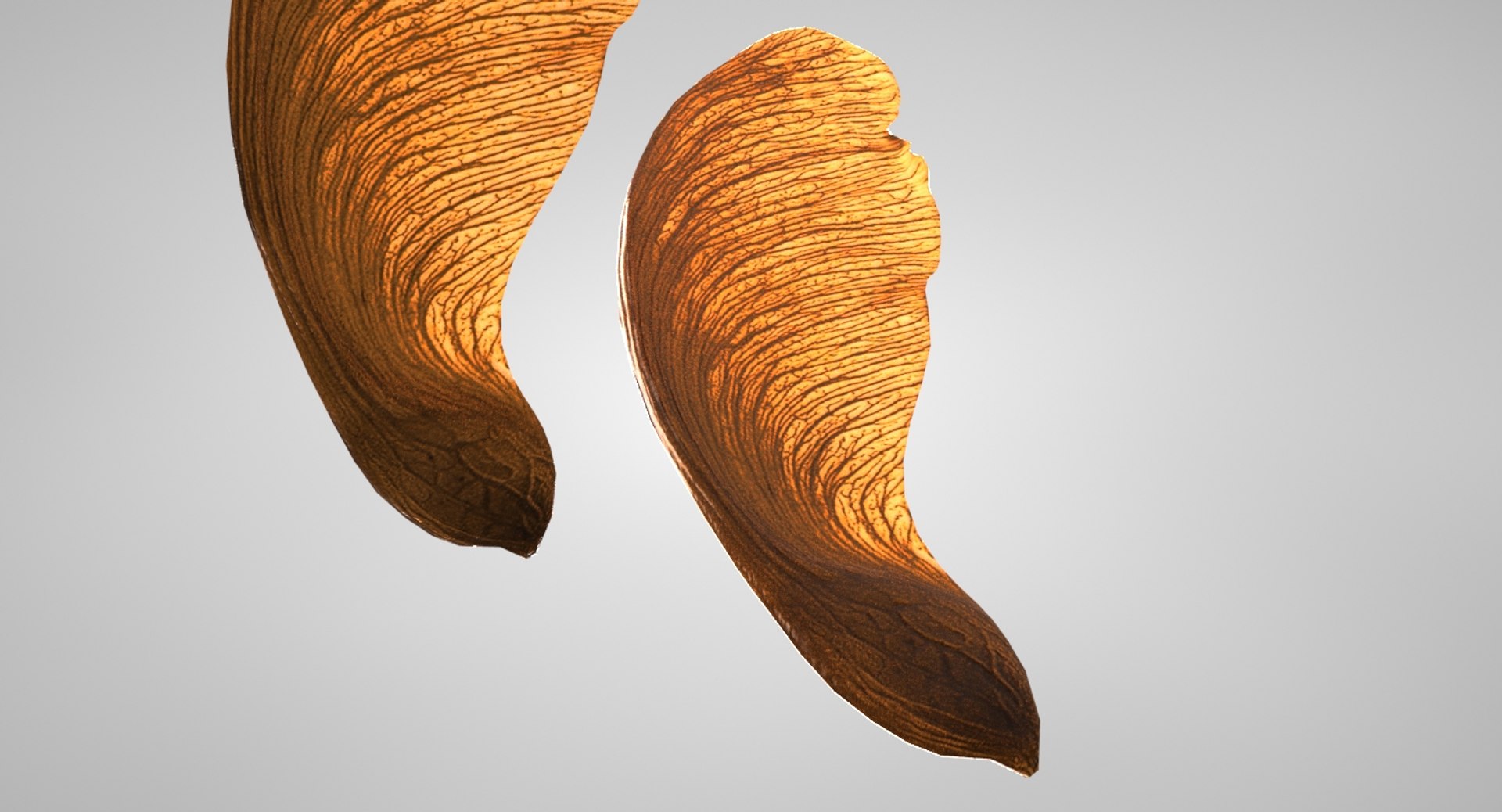 3D Maple Seed - TurboSquid 1404033