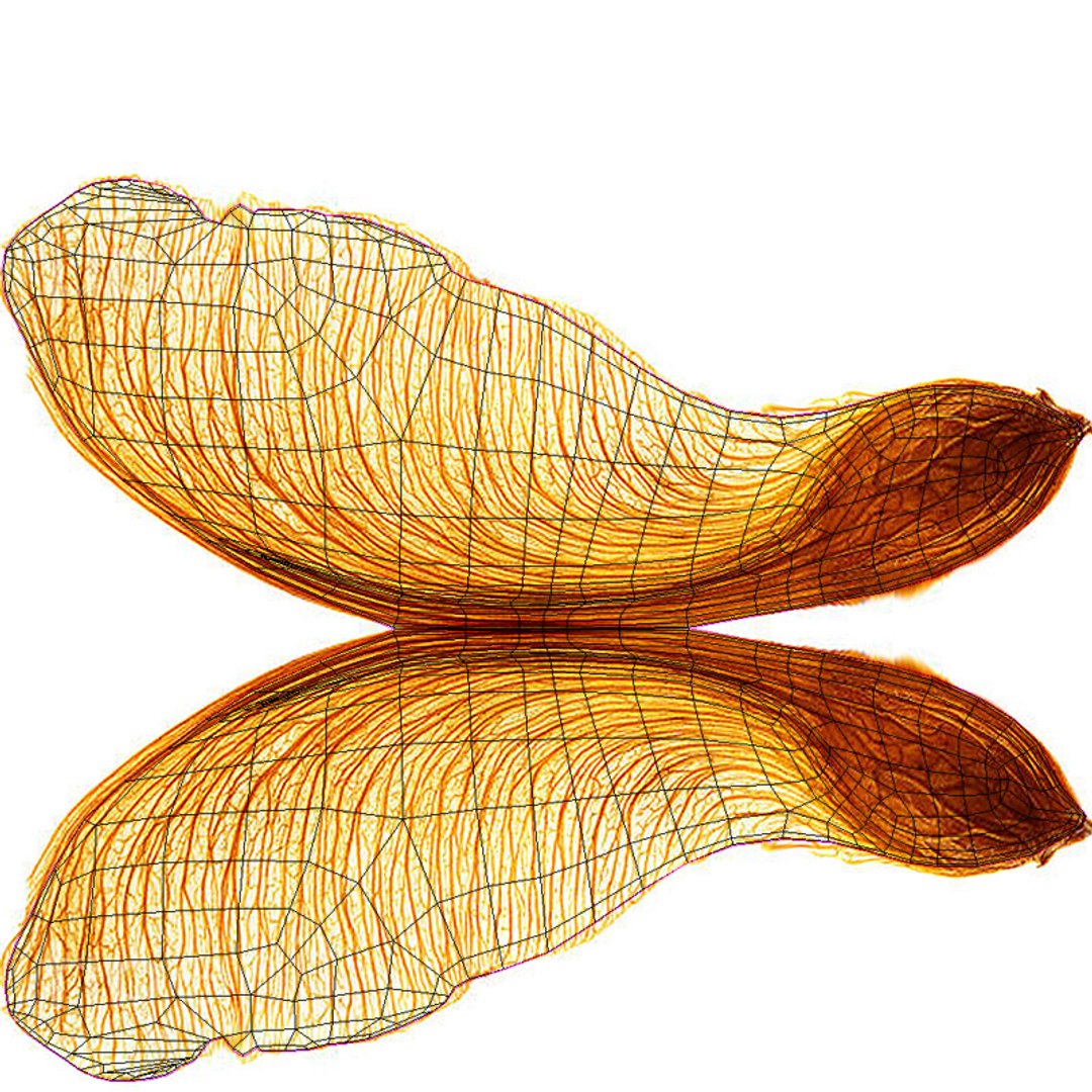 3D Maple Seed - TurboSquid 1404033