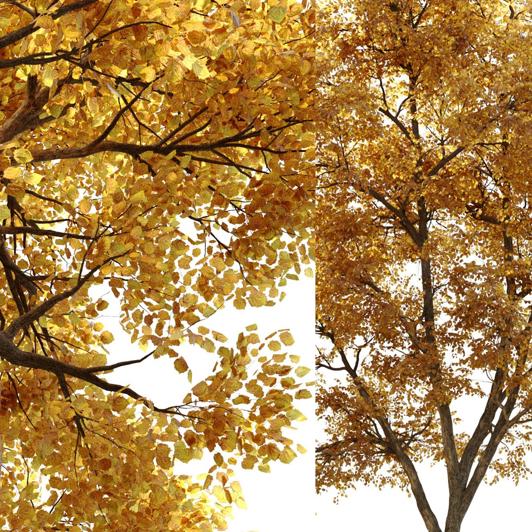 Autumn Alnus Glutinosa 3D Model - TurboSquid 1956943