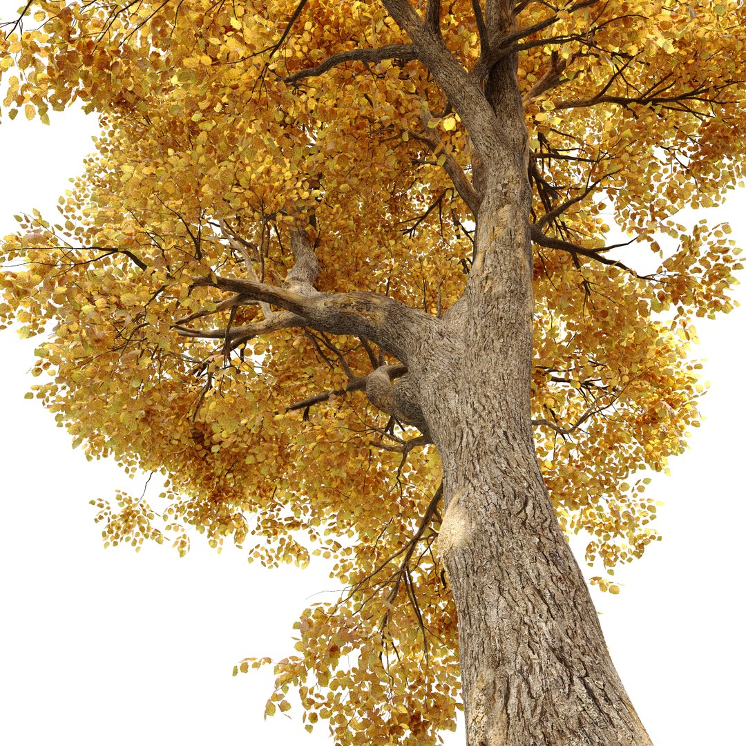 Autumn Alnus Glutinosa 3D Model - TurboSquid 1956943