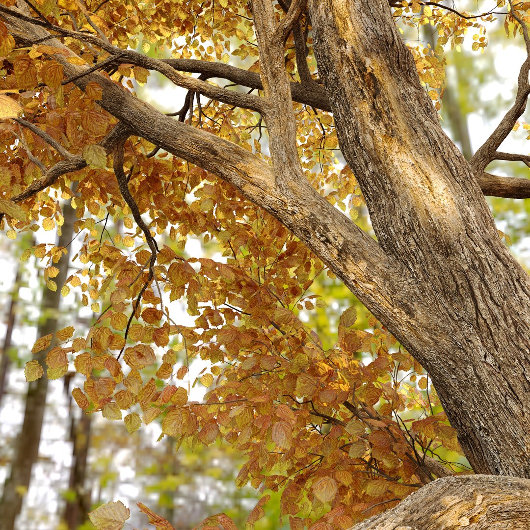 Autumn Alnus Glutinosa 3D Model - TurboSquid 1956943