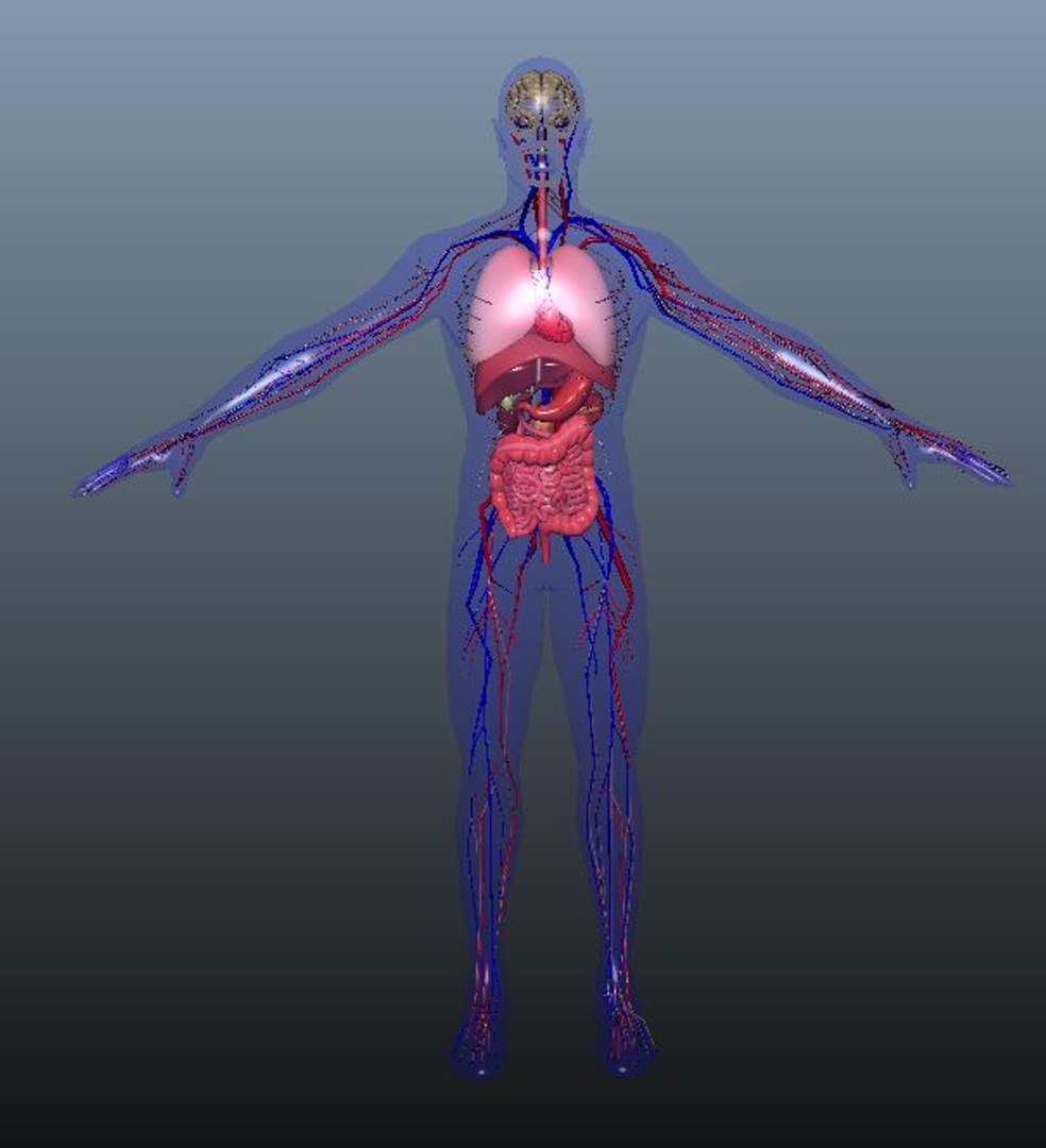 Human anatomy 3D model - TurboSquid 1461916
