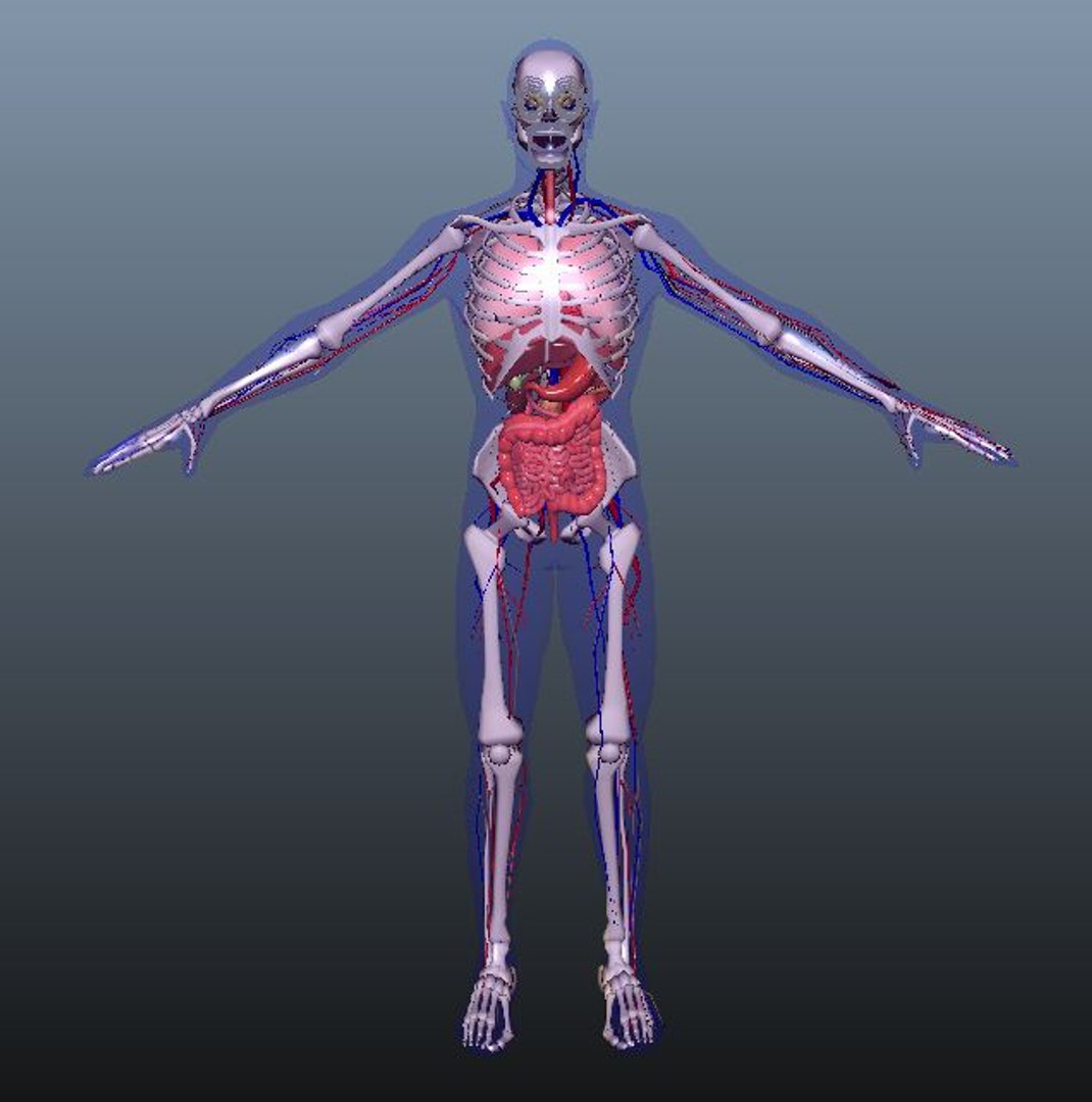 Human anatomy 3D model - TurboSquid 1461916