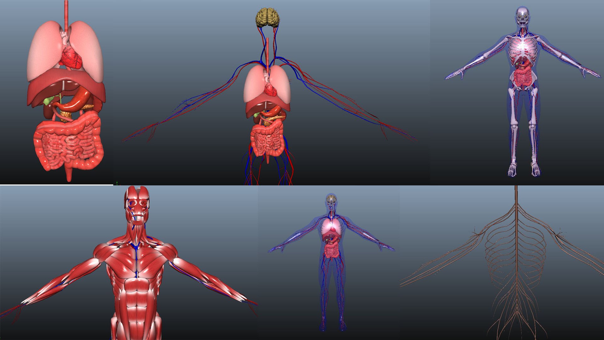 Human anatomy 3D model - TurboSquid 1461916