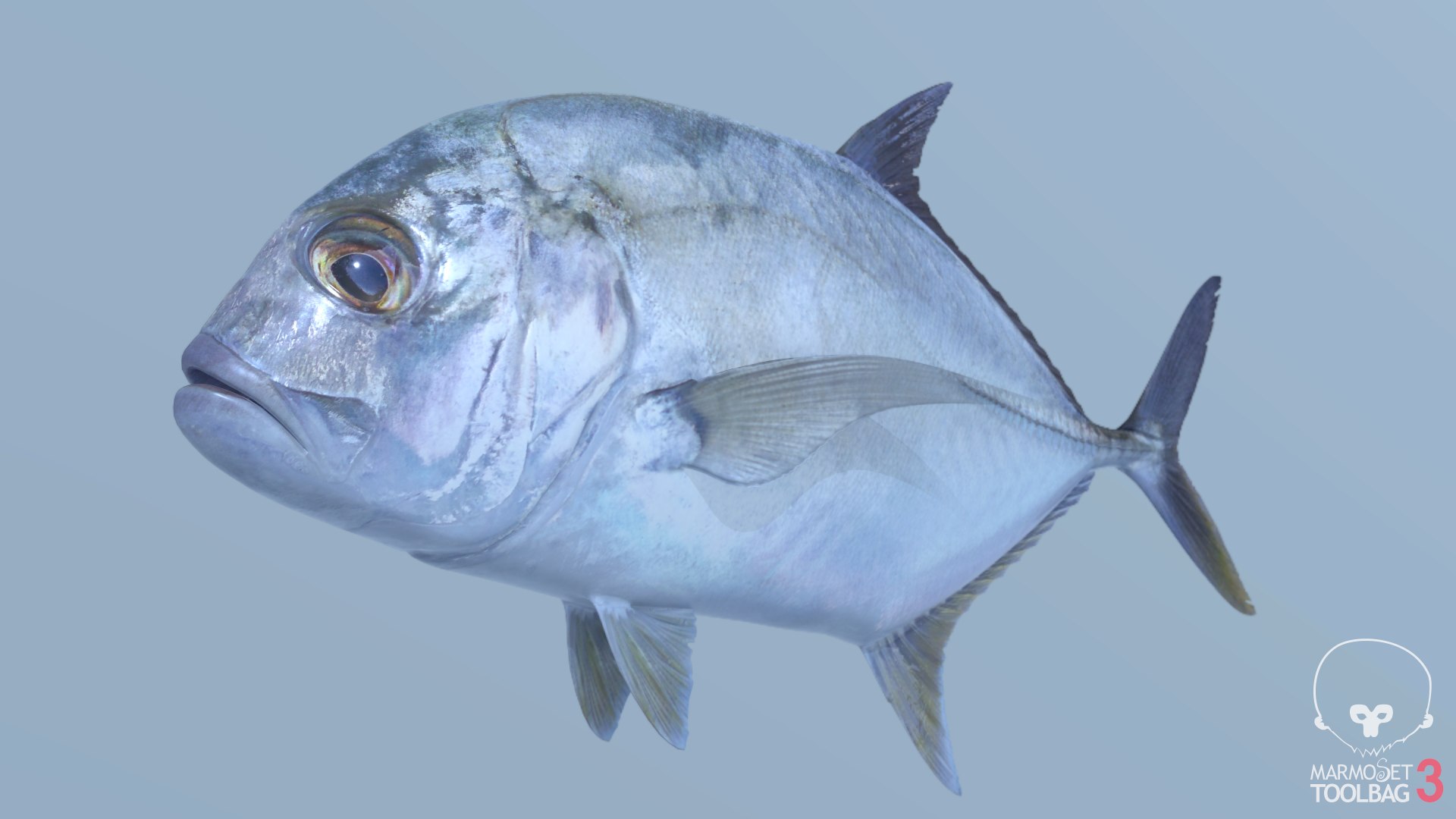 Trevally 3D Model - TurboSquid 1927314