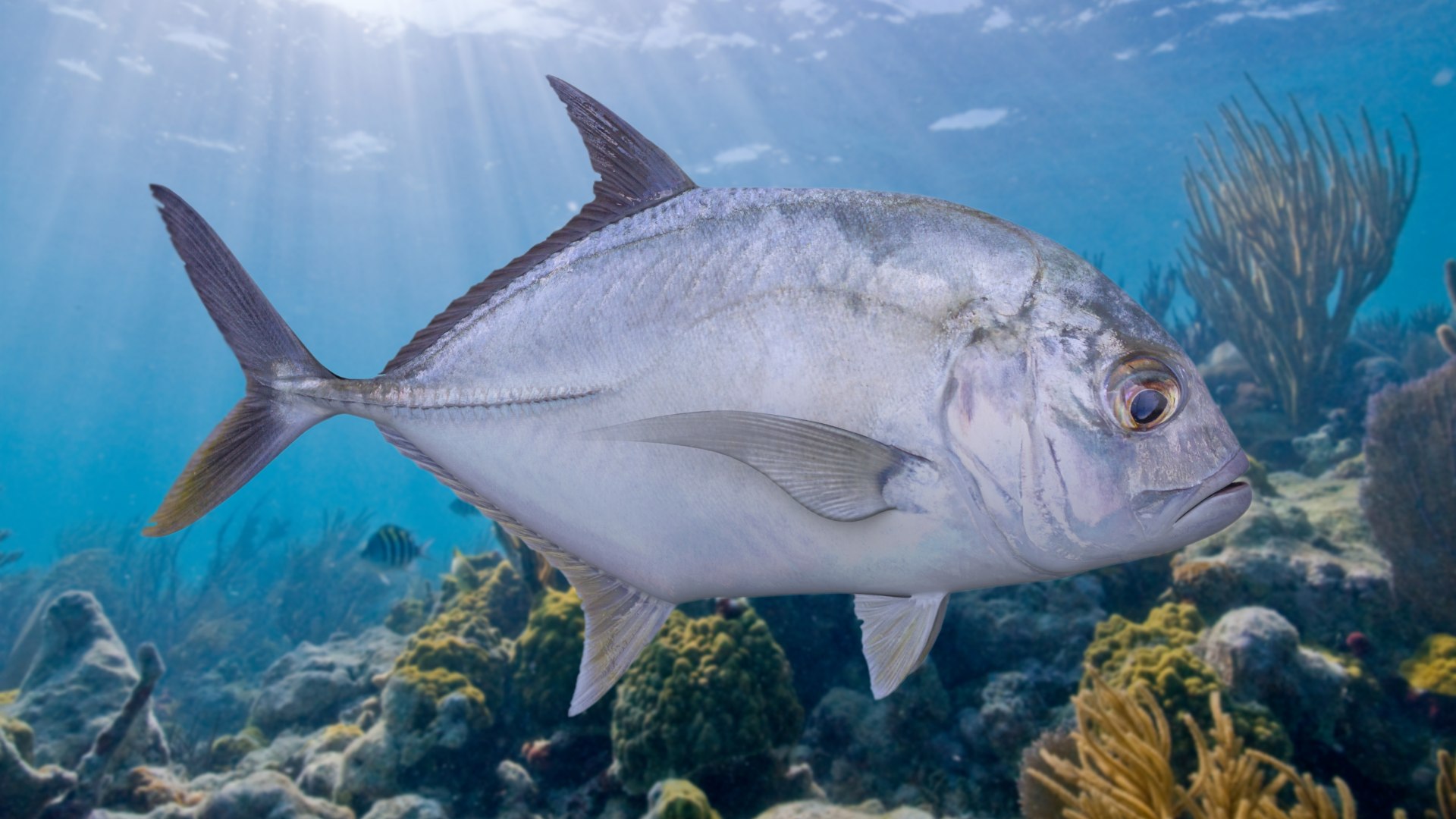 Trevally 3D Model - TurboSquid 1927314
