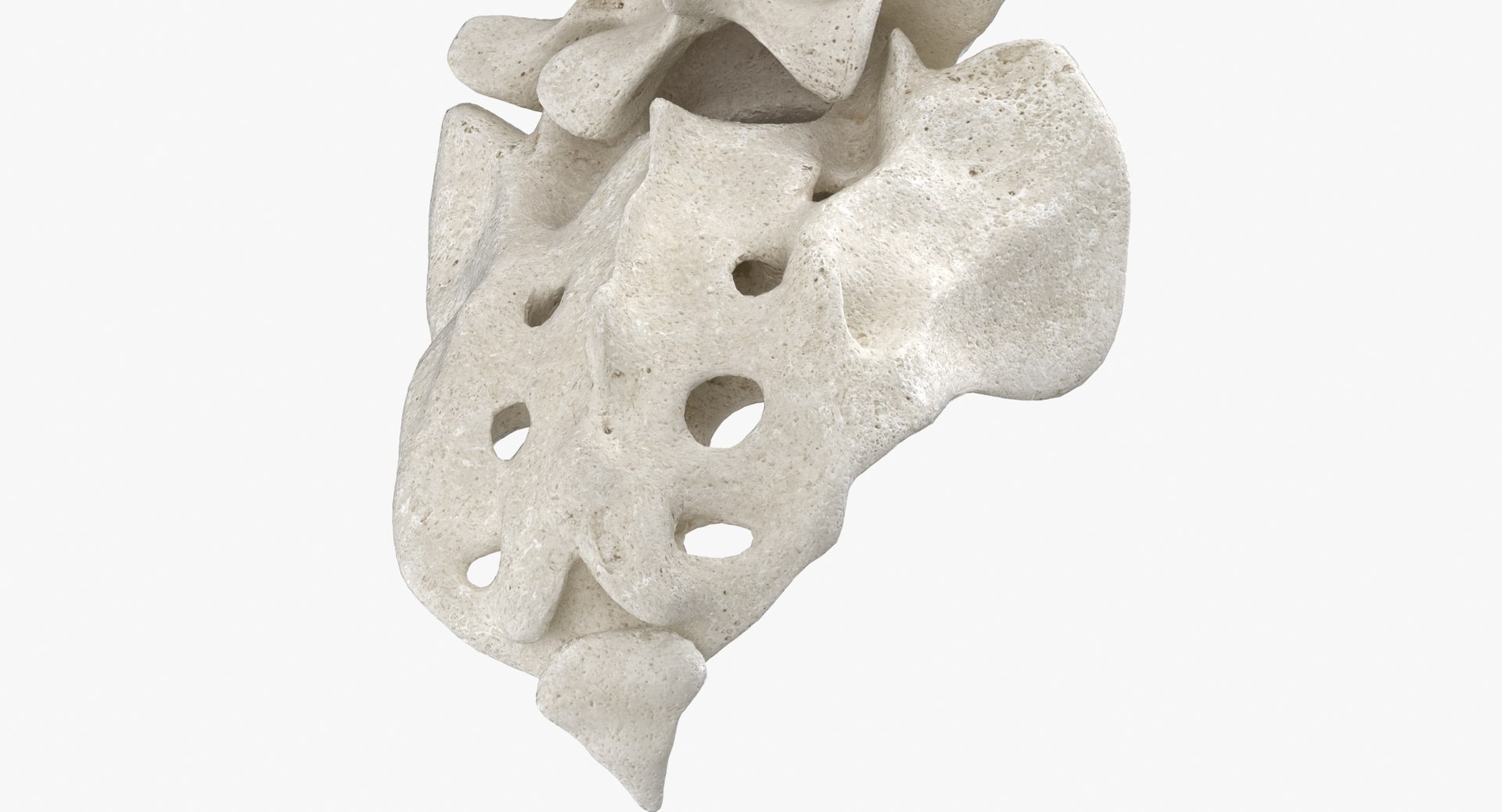 Human Lumbar and Sacrum Vertebrae L1 to S5 Bones White Collection 01 ...